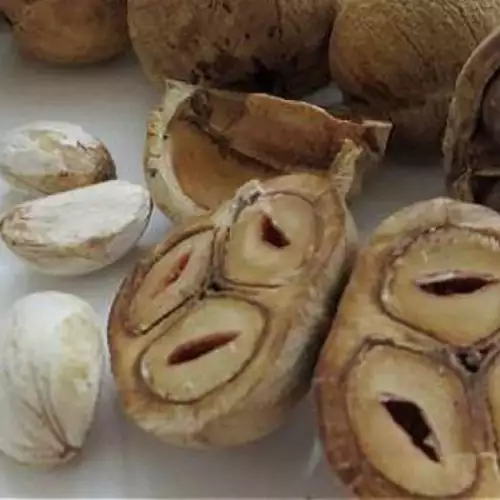 ACEITE DE CACAY 10 ML - La Plaza Morada