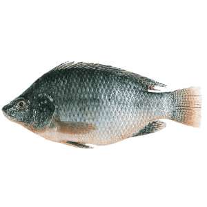 MOJARRA NEGRA x 500 gr - Mercado Zapatoca